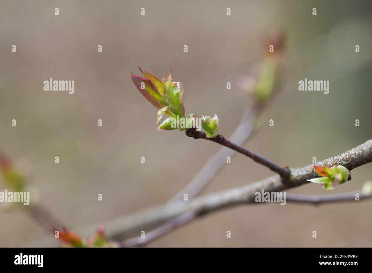 bird cherry, prunus padus spring buds and leaves closeup selective ...
