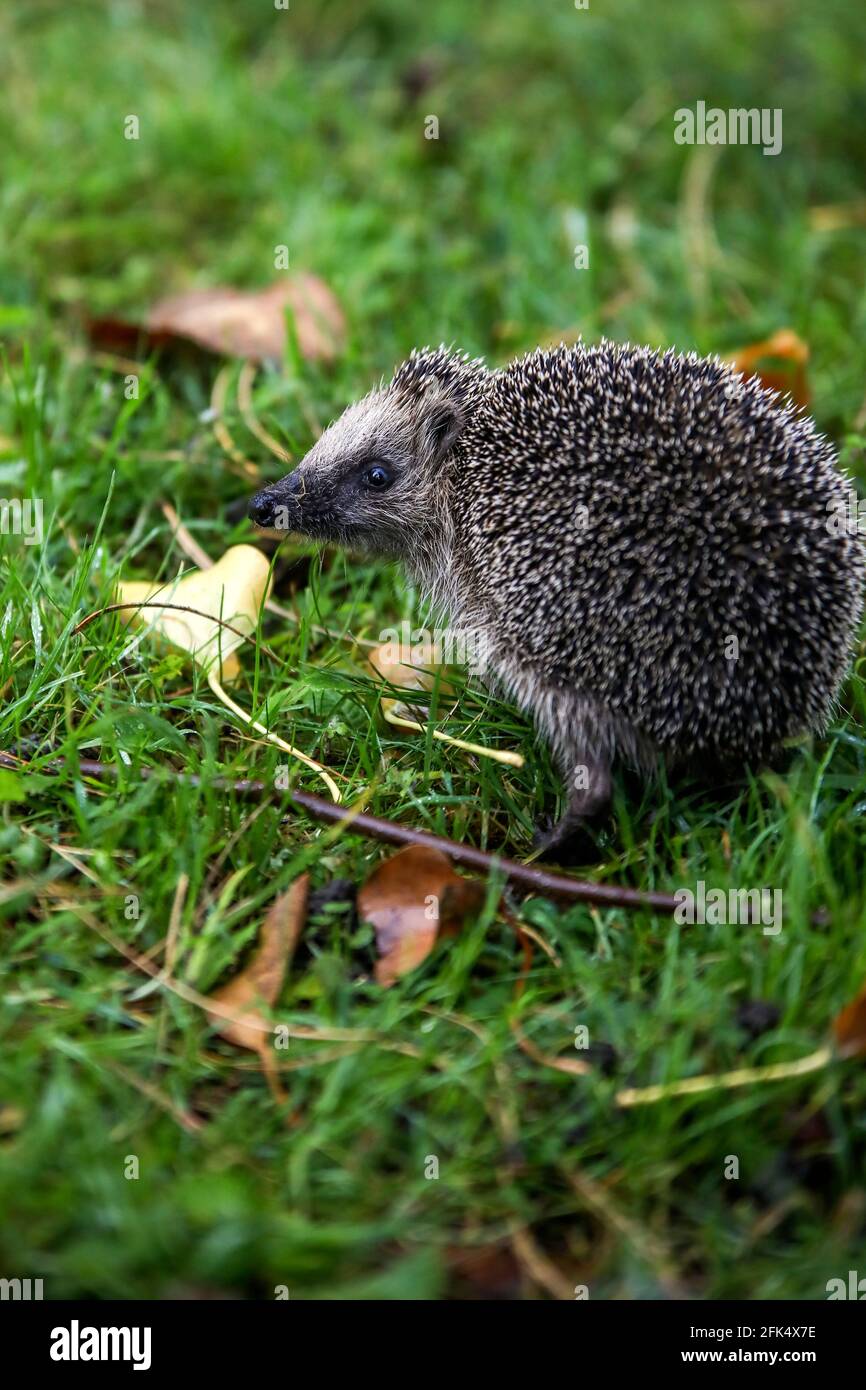 Animals igel hi-res stock photography and images - Alamy