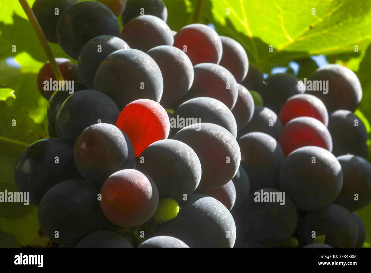 Landwirtschaft trauben hi-res stock photography and images - Alamy