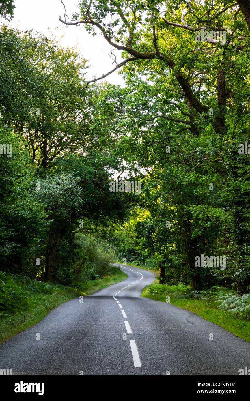 Empty road with trees hi-res stock photography and images - Alamy