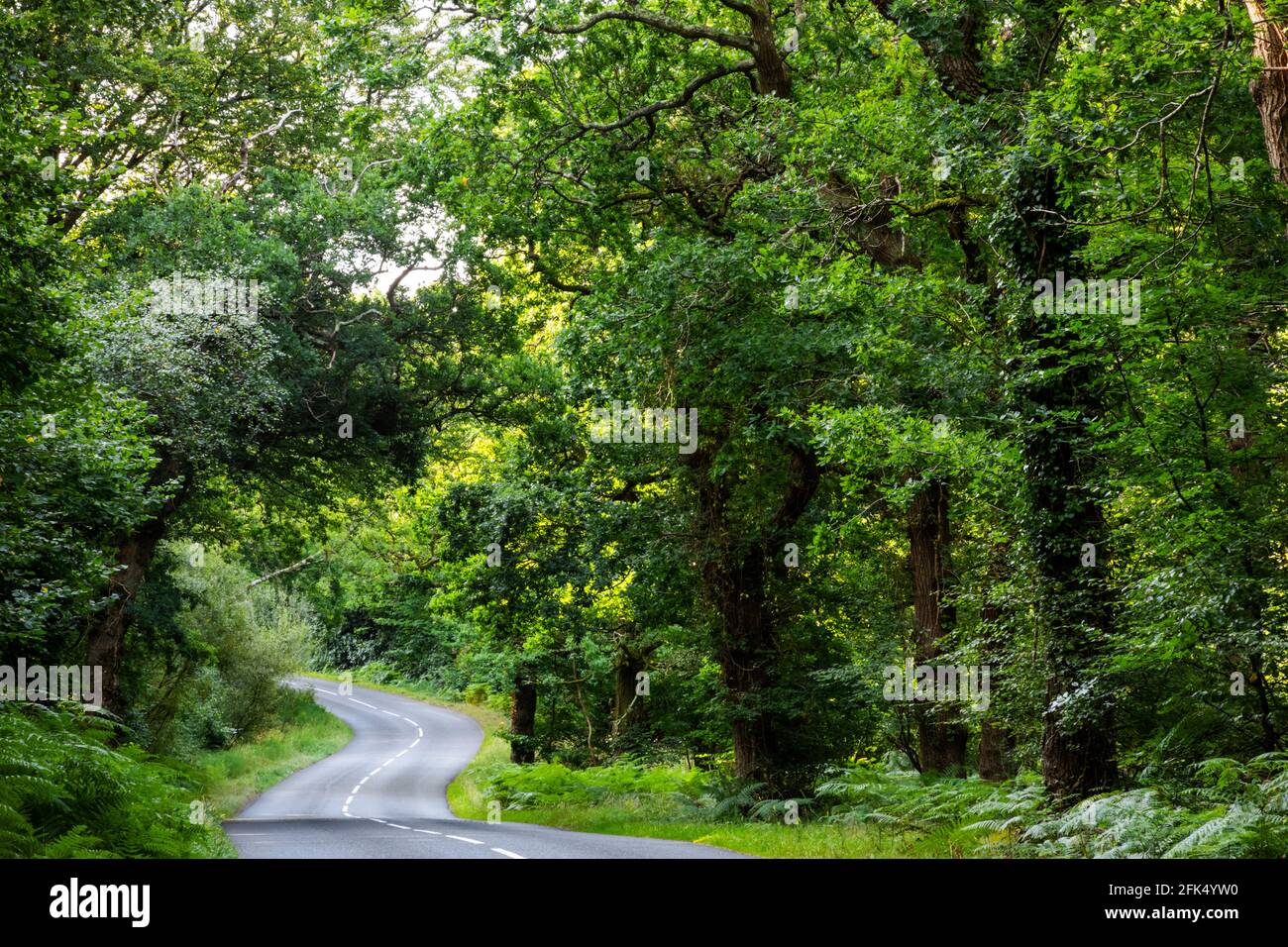 Empty road with trees hi-res stock photography and images - Alamy