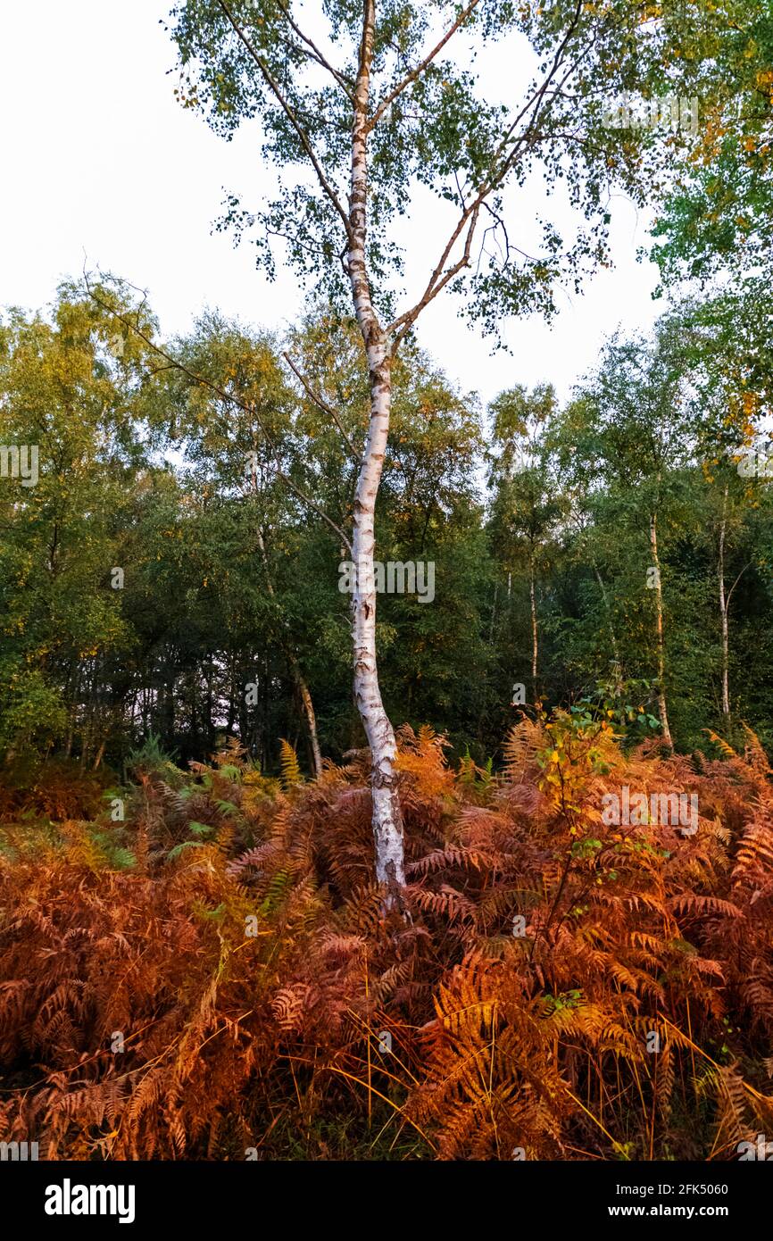 Chatley heath surrey hi-res stock photography and images - Alamy