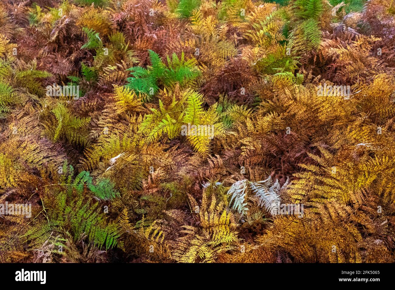Britai british hi-res stock photography and images - Alamy