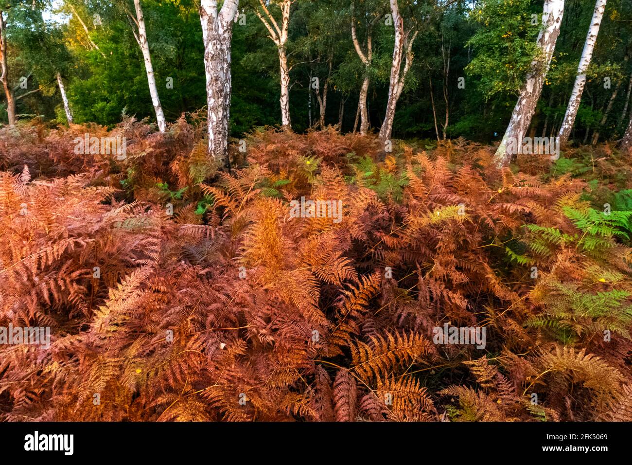 Cobham hi-res stock photography and images - Alamy