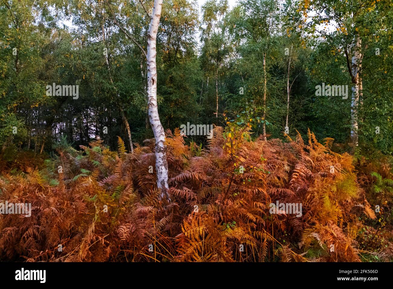 Britai british hi-res stock photography and images - Alamy