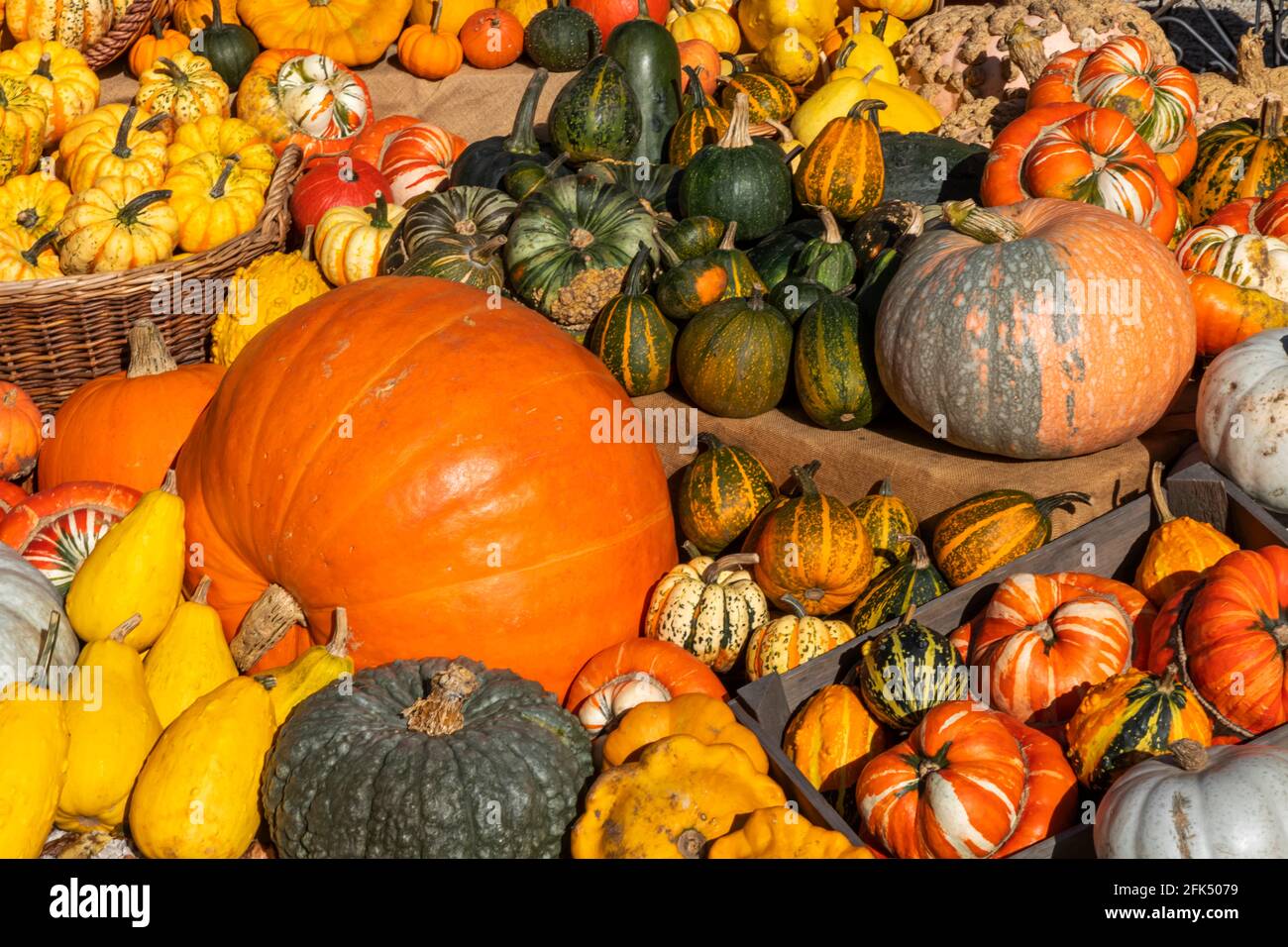 English pumpkin hi-res stock photography and images - Alamy