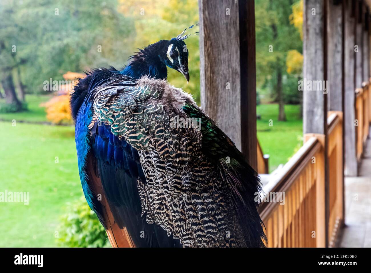 England, Kent, Leeds Castle, Peacock *** Local Caption *** Bird,Birds ...