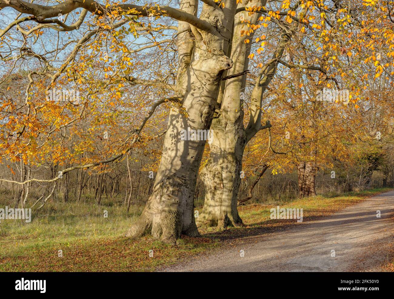 National Park Kennemerland Stock Photo - Alamy