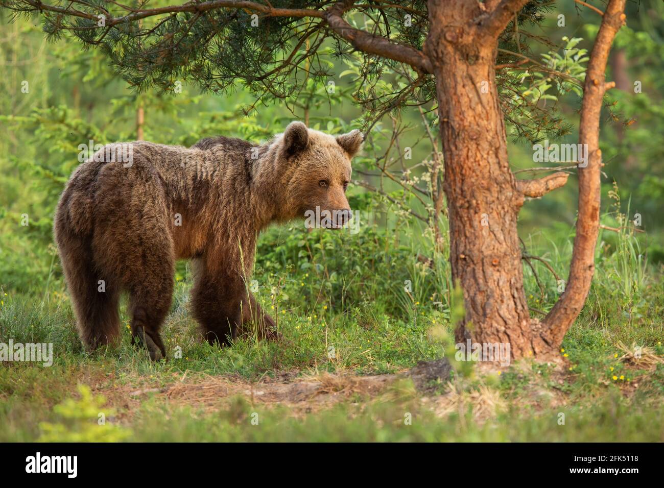 Little brown bear moving in woodland in summer nature Stock Photo - Alamy