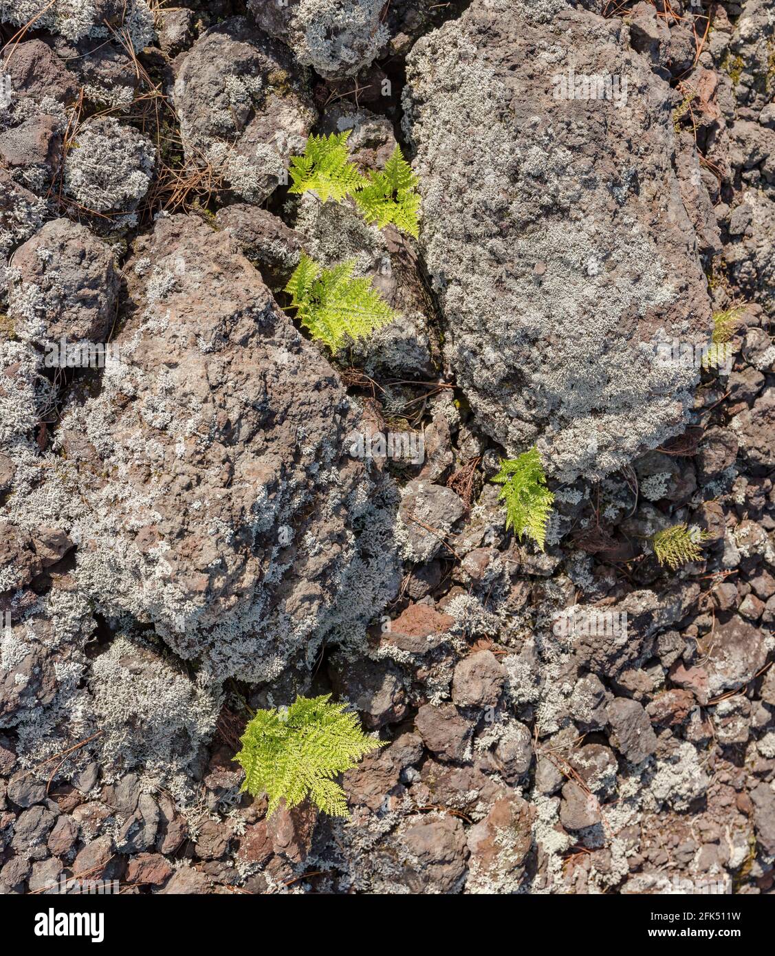 The chinyero lava field hi-res stock photography and images - Alamy
