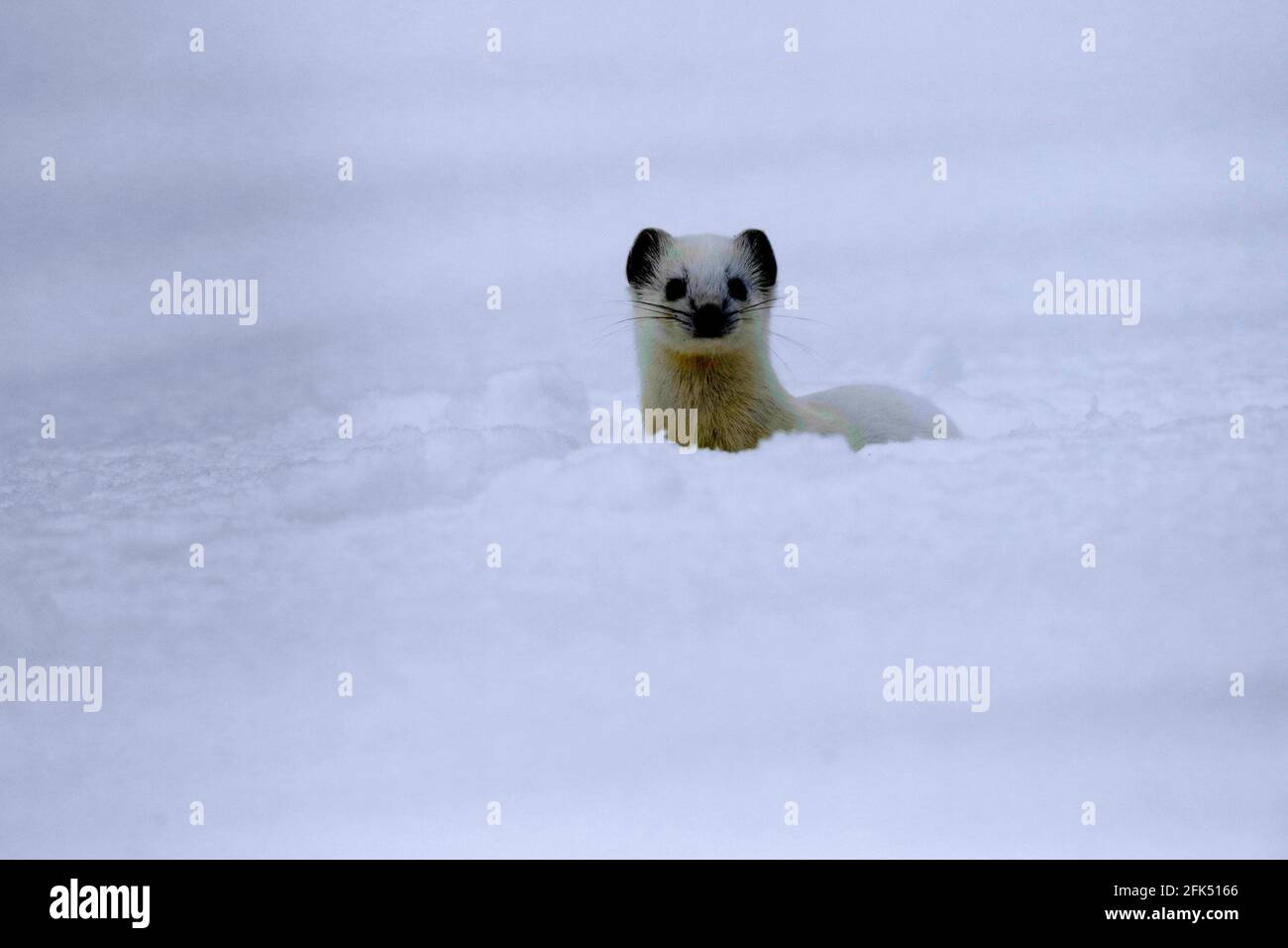Hermelin im schnee hi-res stock photography and images - Alamy