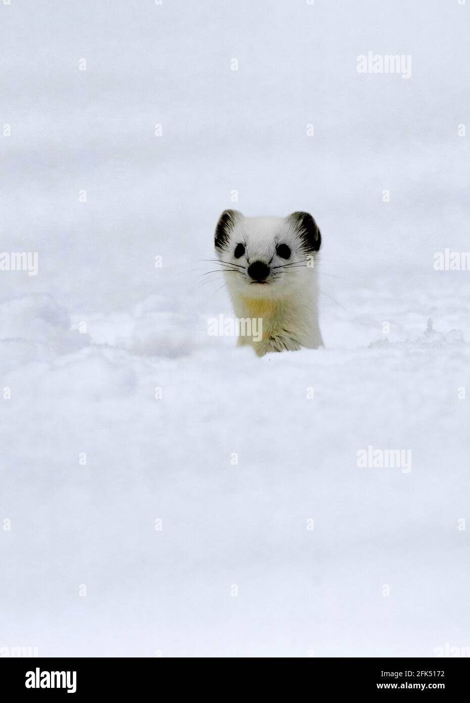 Hermelin winter hi-res stock photography and images - Alamy