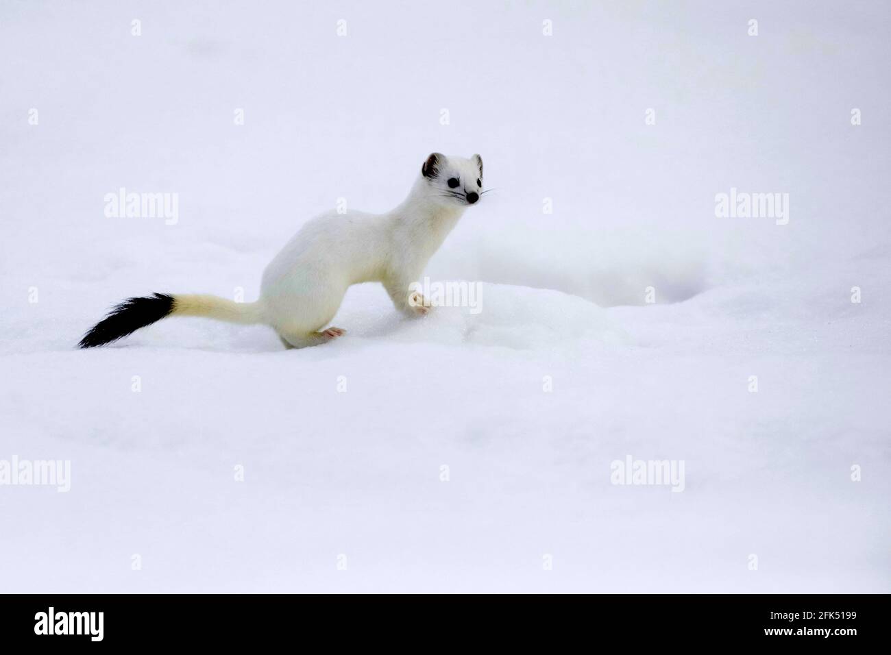 Hermelin im schnee hi-res stock photography and images - Alamy