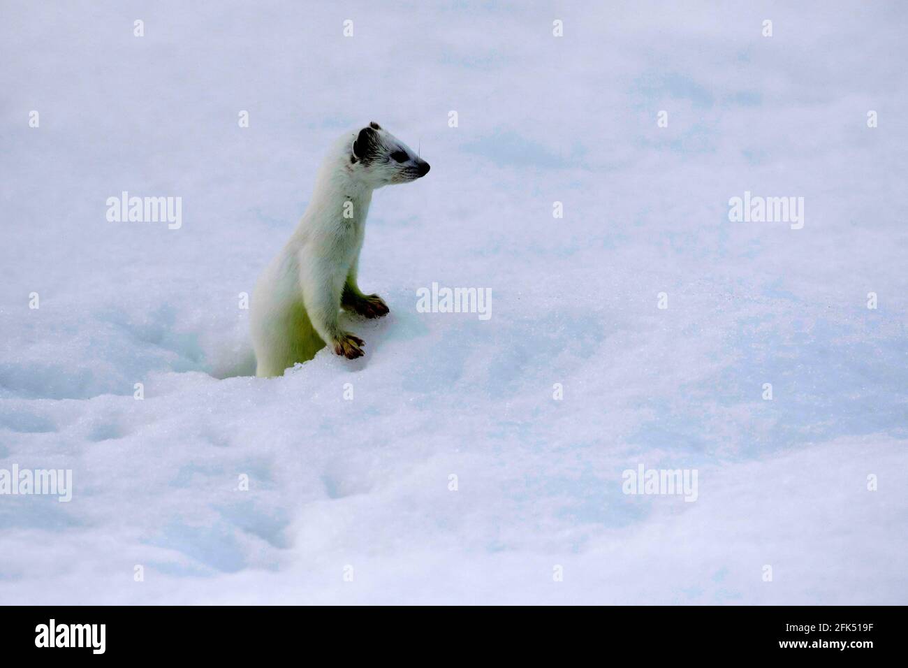 Hermelin im schnee hi-res stock photography and images - Alamy