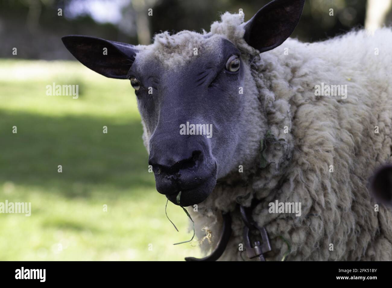 sheep with the face of few friends Stock Photo - Alamy