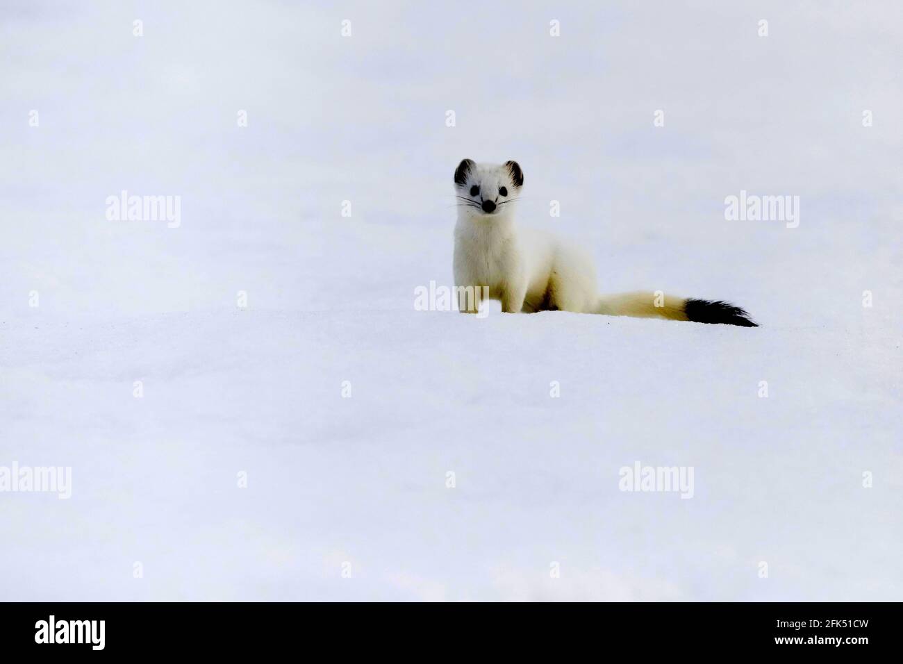 Hermelin im schnee hi-res stock photography and images - Alamy