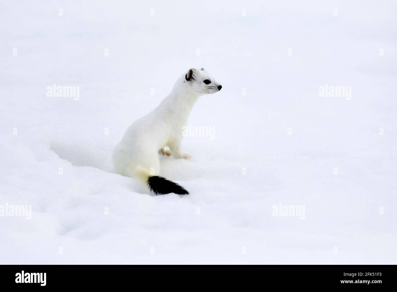 Hermelin im Winterfell im Schnee, Mustela erminea Stock Photo - Alamy