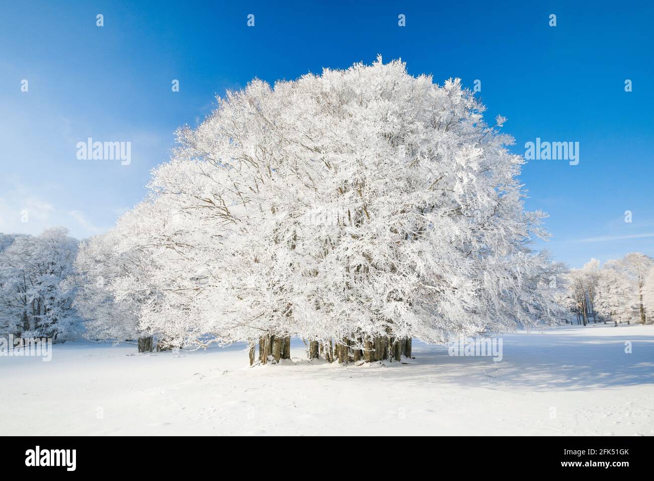 Grosse Buche High Resolution Stock Photography and Images - Alamy