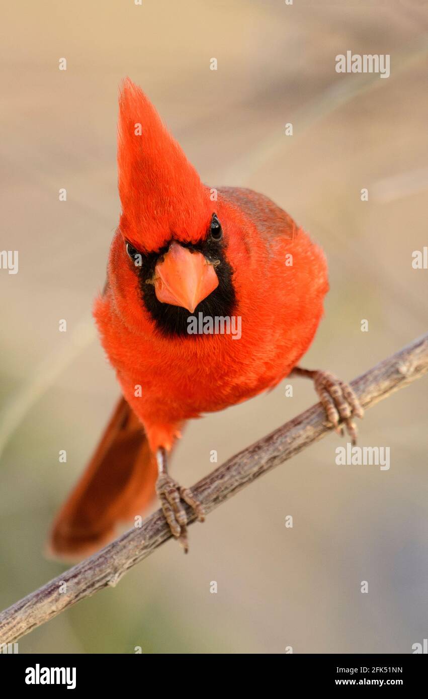 North America, Mexico, Baja California Sur, El Sargento, Northern ...
