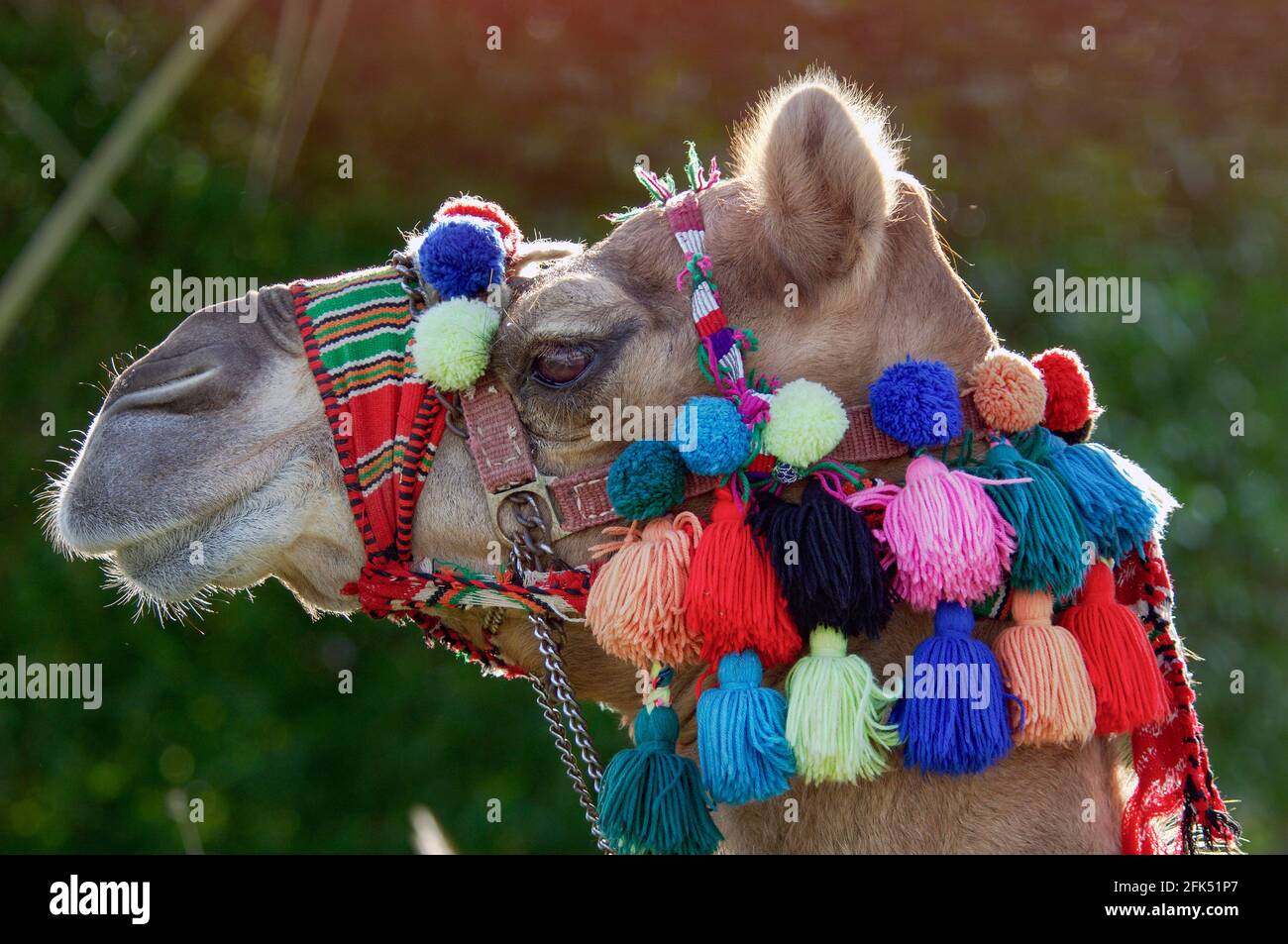 Arabian Peninsula, Middle East, Persian Gulf, Bahrain, camel Stock ...