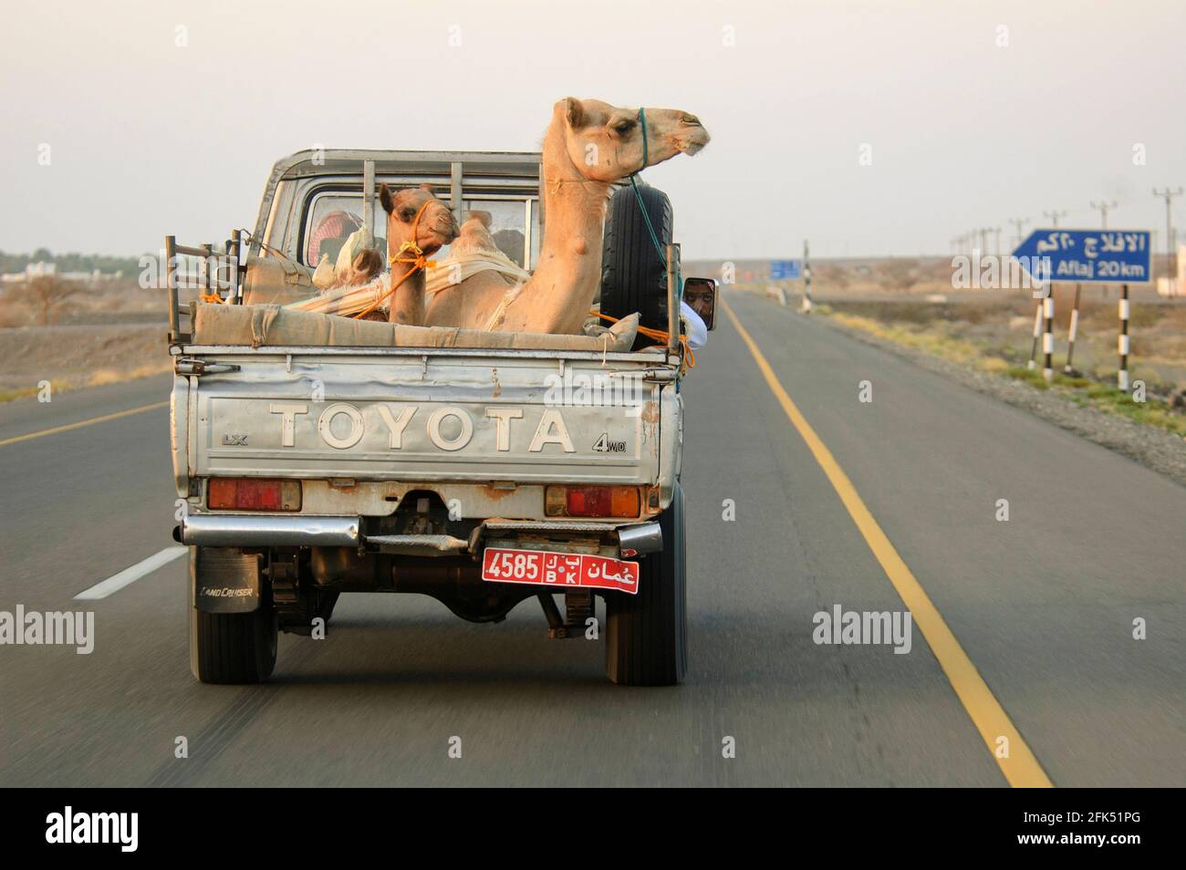 Middle East, Arabian Peninsula, Arabia, Oman, camel transport Stock ...