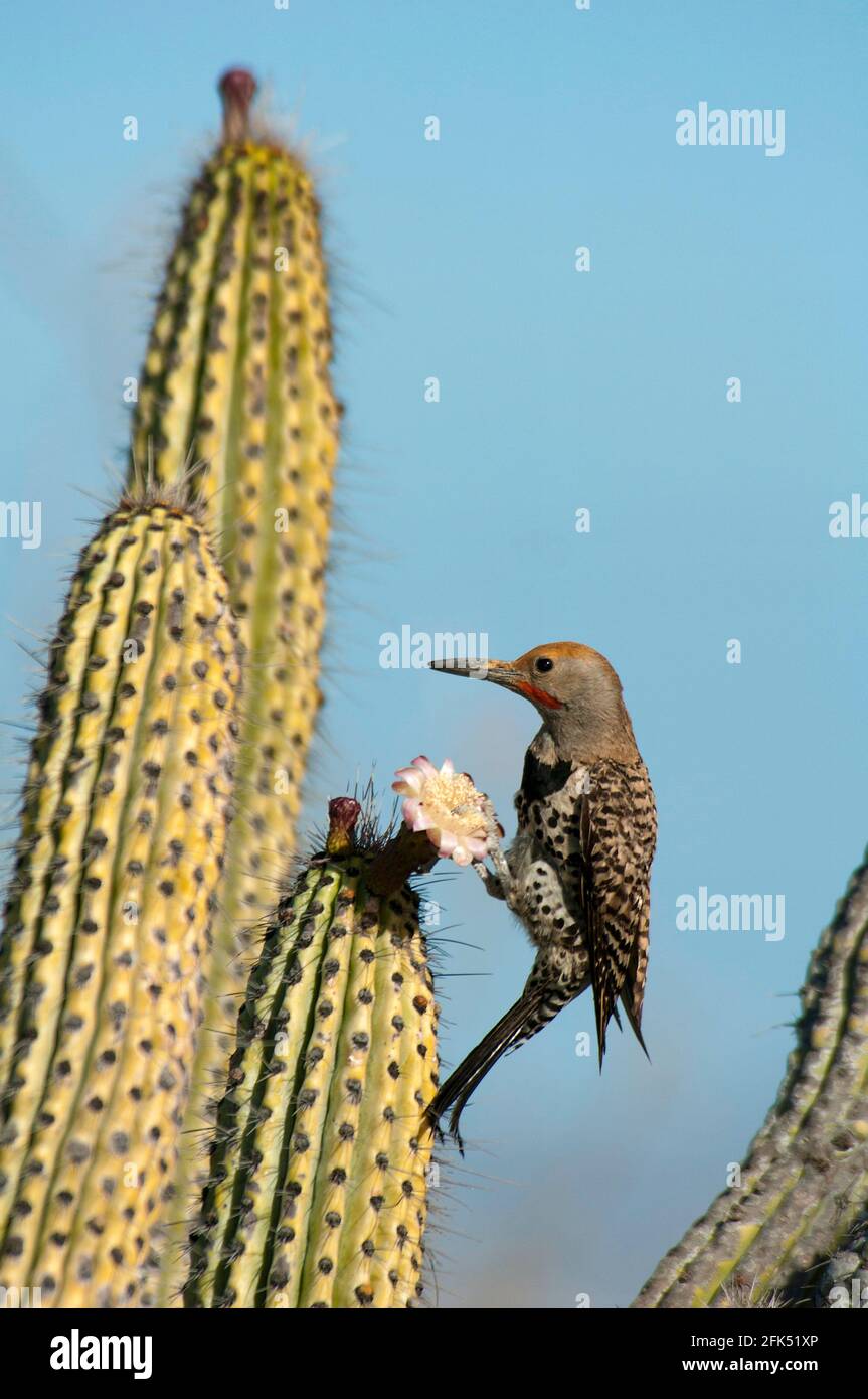Gilded Flicker Colaptes chrysoide), Bird, Ventana Bay, El Sargento, Sea ...