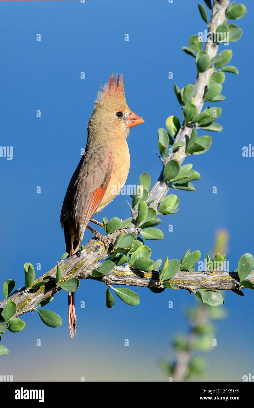 North America, Mexico ,Baja California Sur, El Sargento, Northern ...