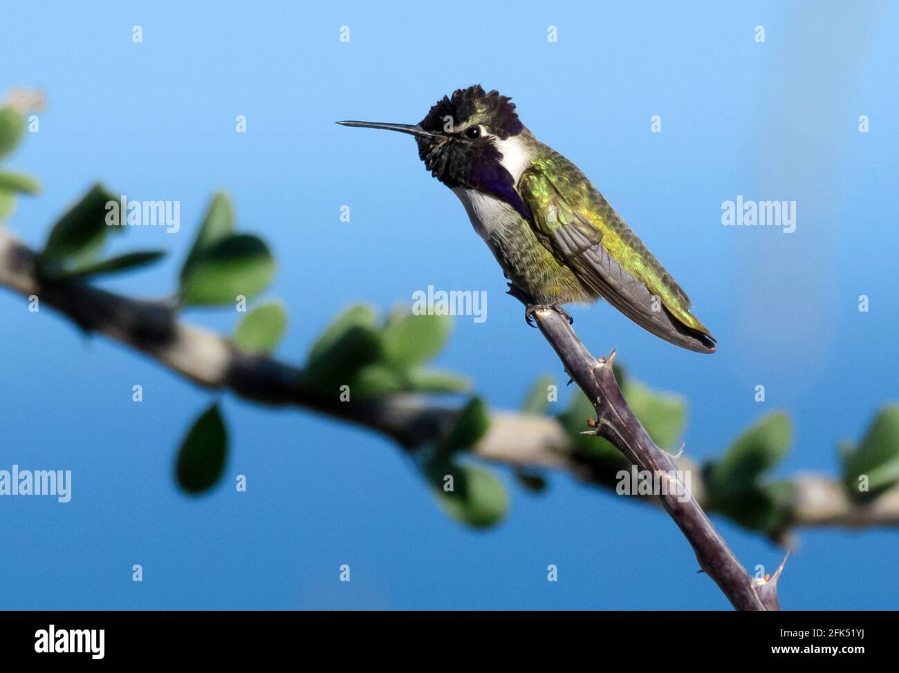 Male costa's hummingbird hi-res stock photography and images - Alamy