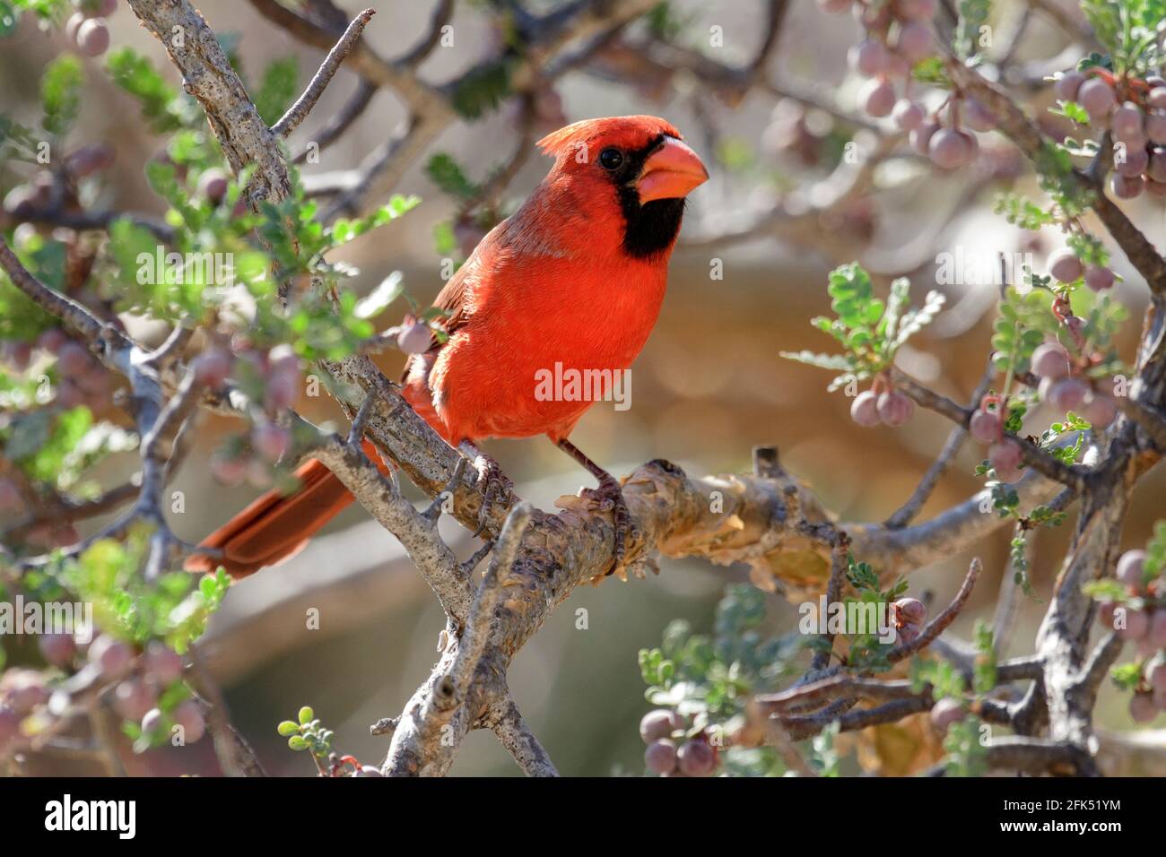 North America, Mexico, Baja California Sur, El Sargento, Northern ...