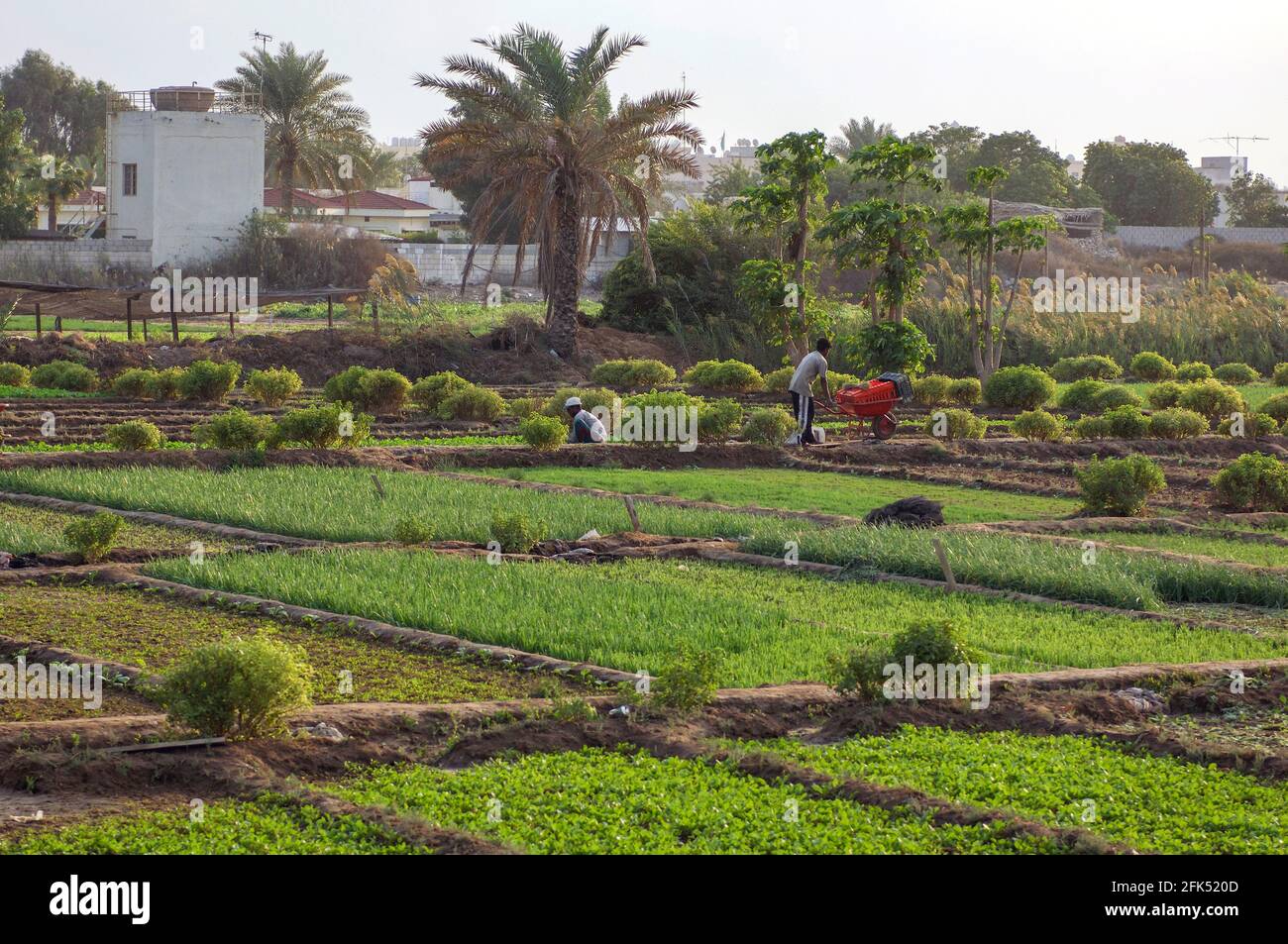 Middle East, Persian Gulf, Arabian Peninsula, Bahrain, Manama, fields ...