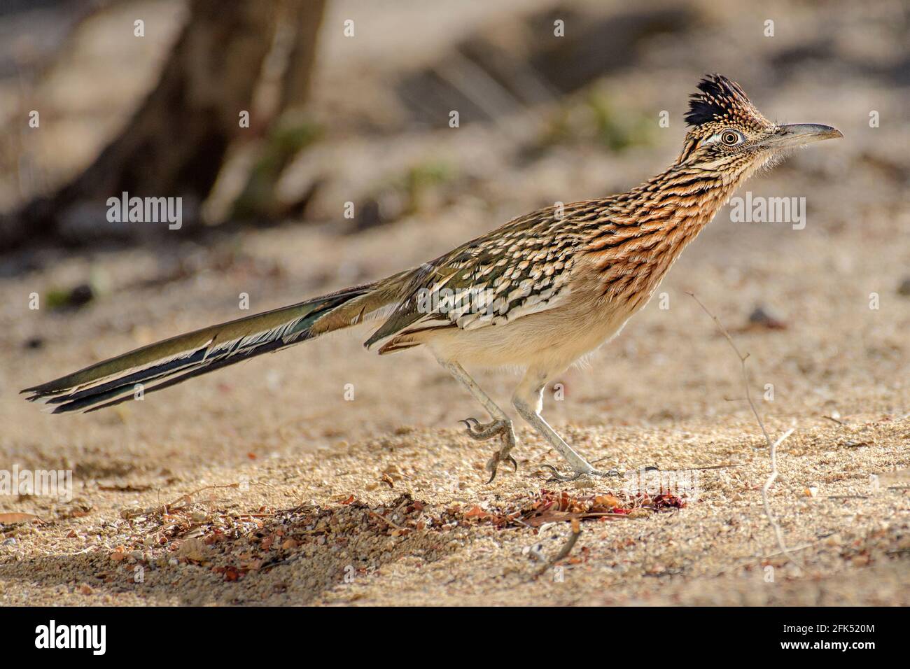 Roadrunner hi-res stock photography and images - Alamy