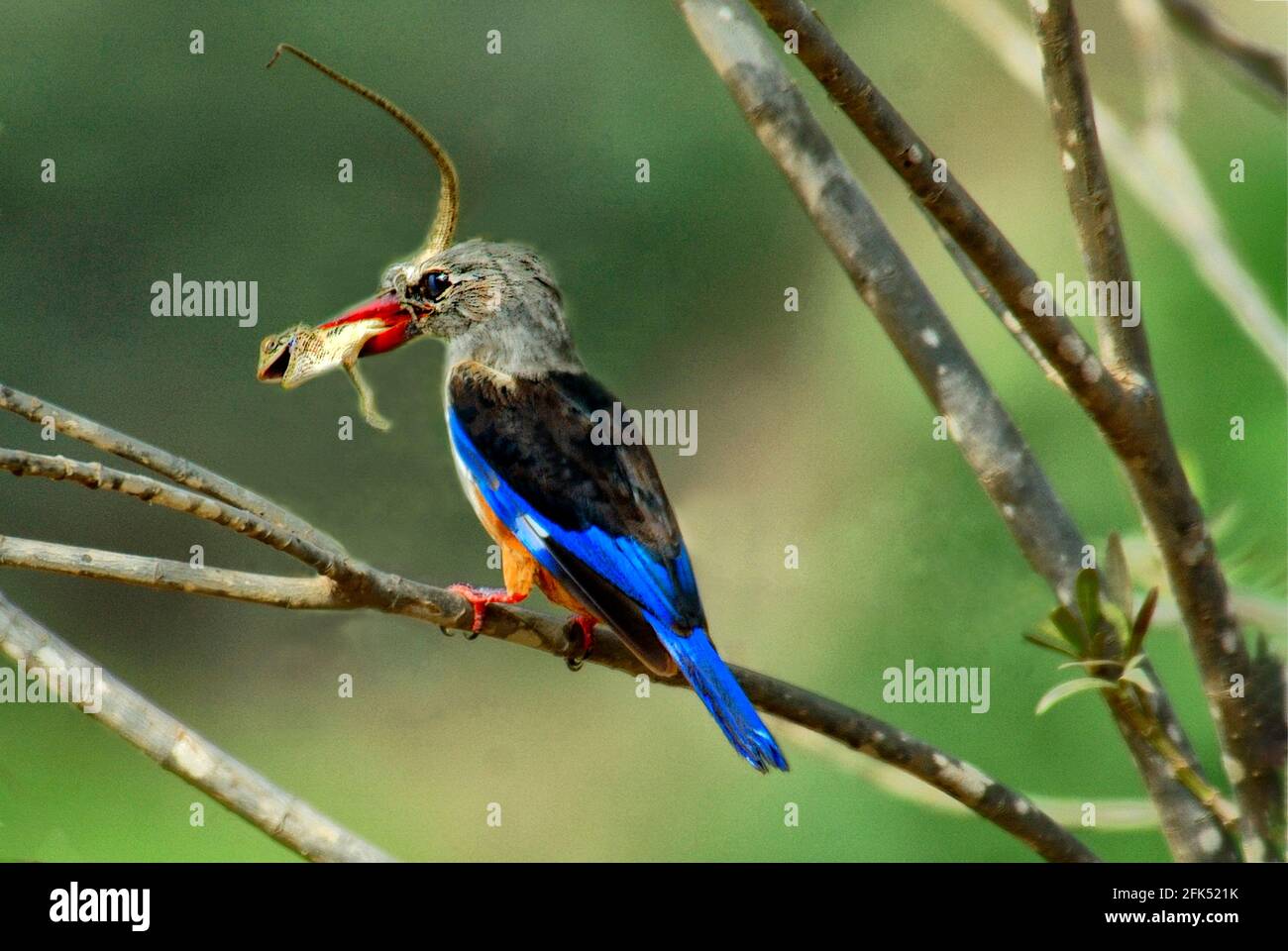 Western Asia, Arabian Peninsula, Sultanate of Oman, Dhofar,Salalah ...