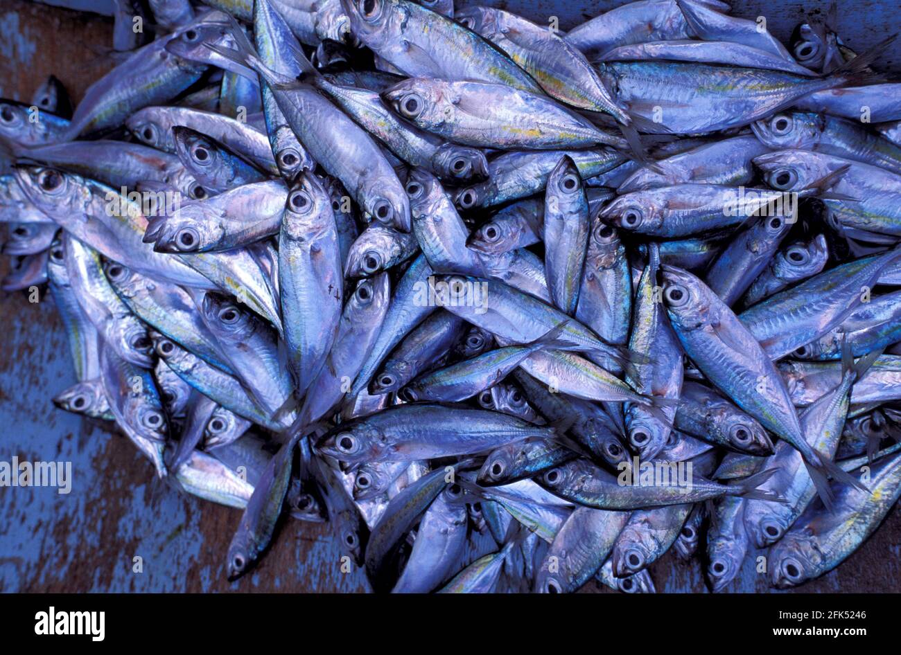 Caribbean, Island, Tropical, Grenada, fish market Stock Photo - Alamy