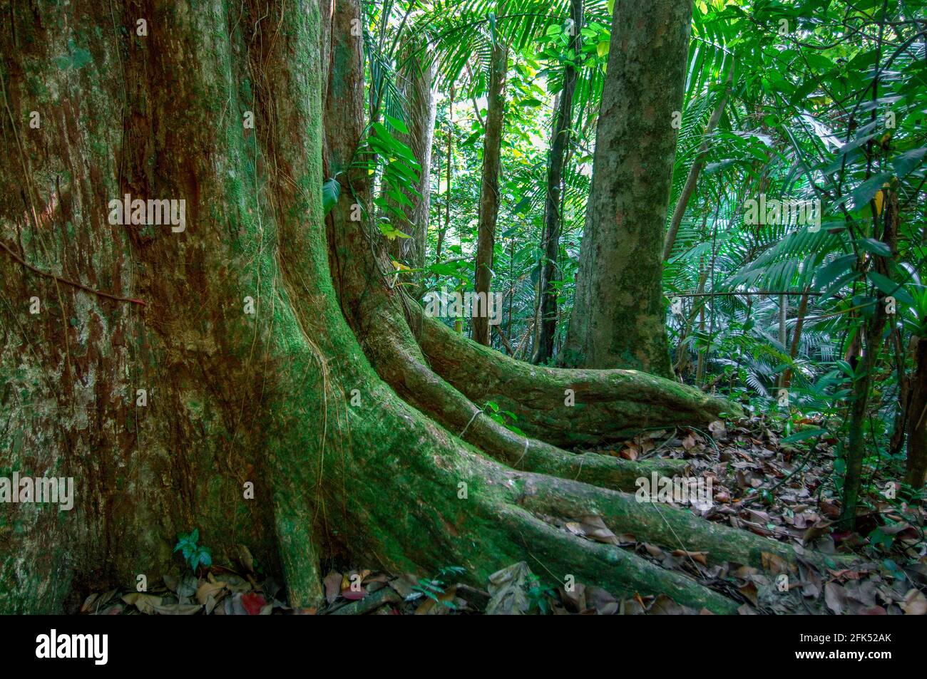 USA, Caribbean, West Indies, Puerto Rico, El Yunque National Forest ...