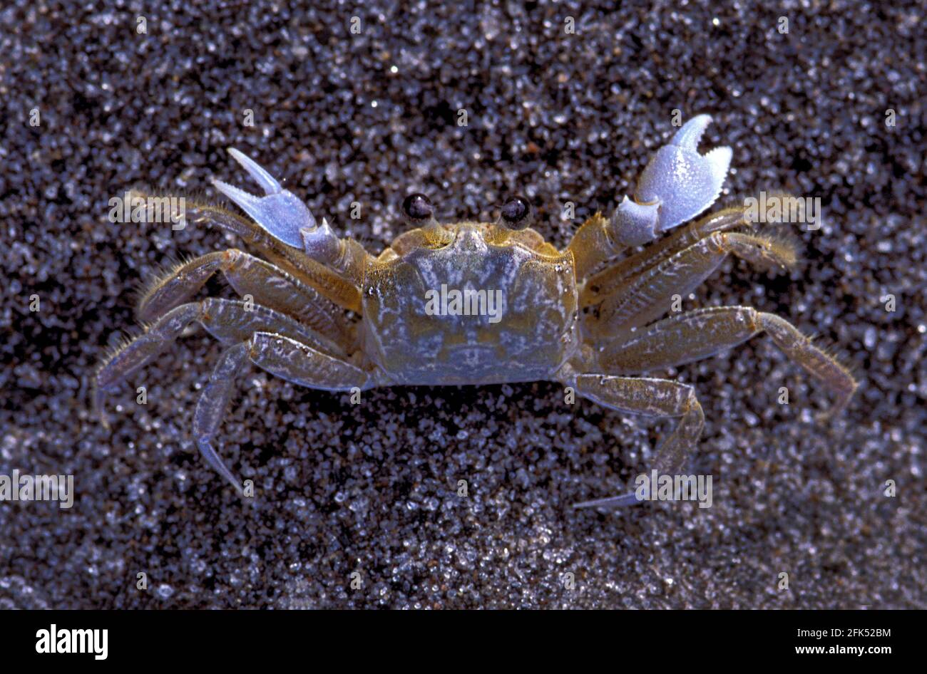 Crab st lucia hi-res stock photography and images - Alamy