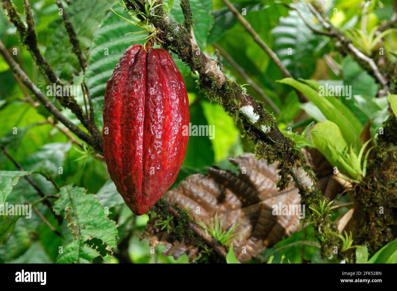 North America, West Indies, Lesser Antilles, Caribbean, St.Lucia, Cocoa ...