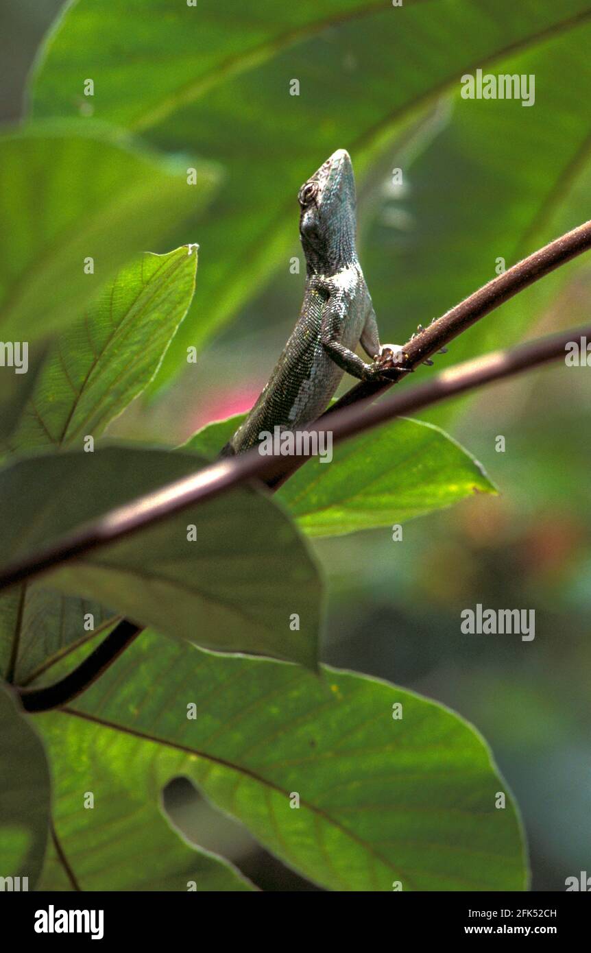 West Indies, Caribbean, Trinidad, Asa Wright Nature Center, Tropical ...