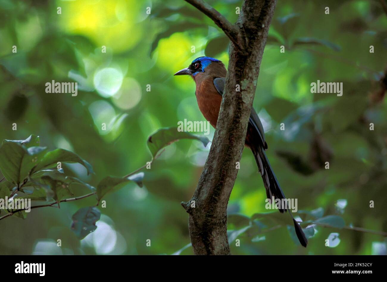 West Indies, Caribbean, Trinidad, Asa Wright Nature Center, Tropical ...