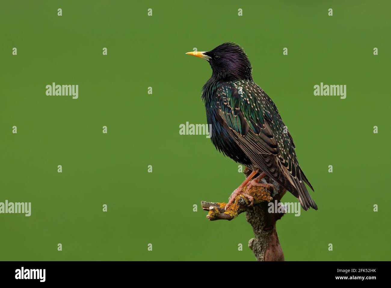 Common starling sitting on branch in summer nature Stock Photo - Alamy
