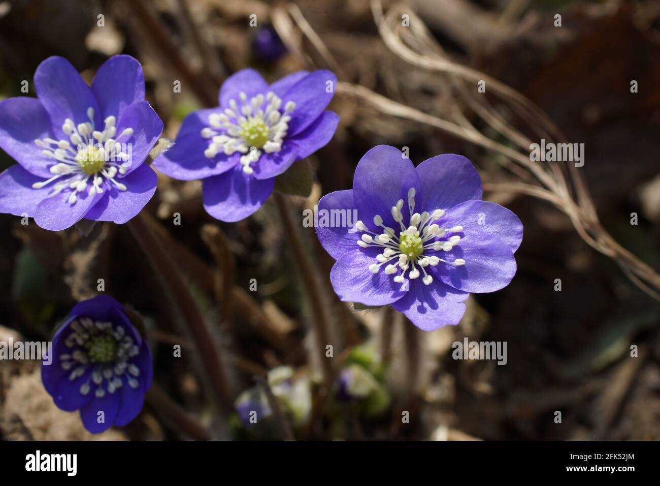 Garden hepatics Anemone hepatica (common hepatica, liverwort ...