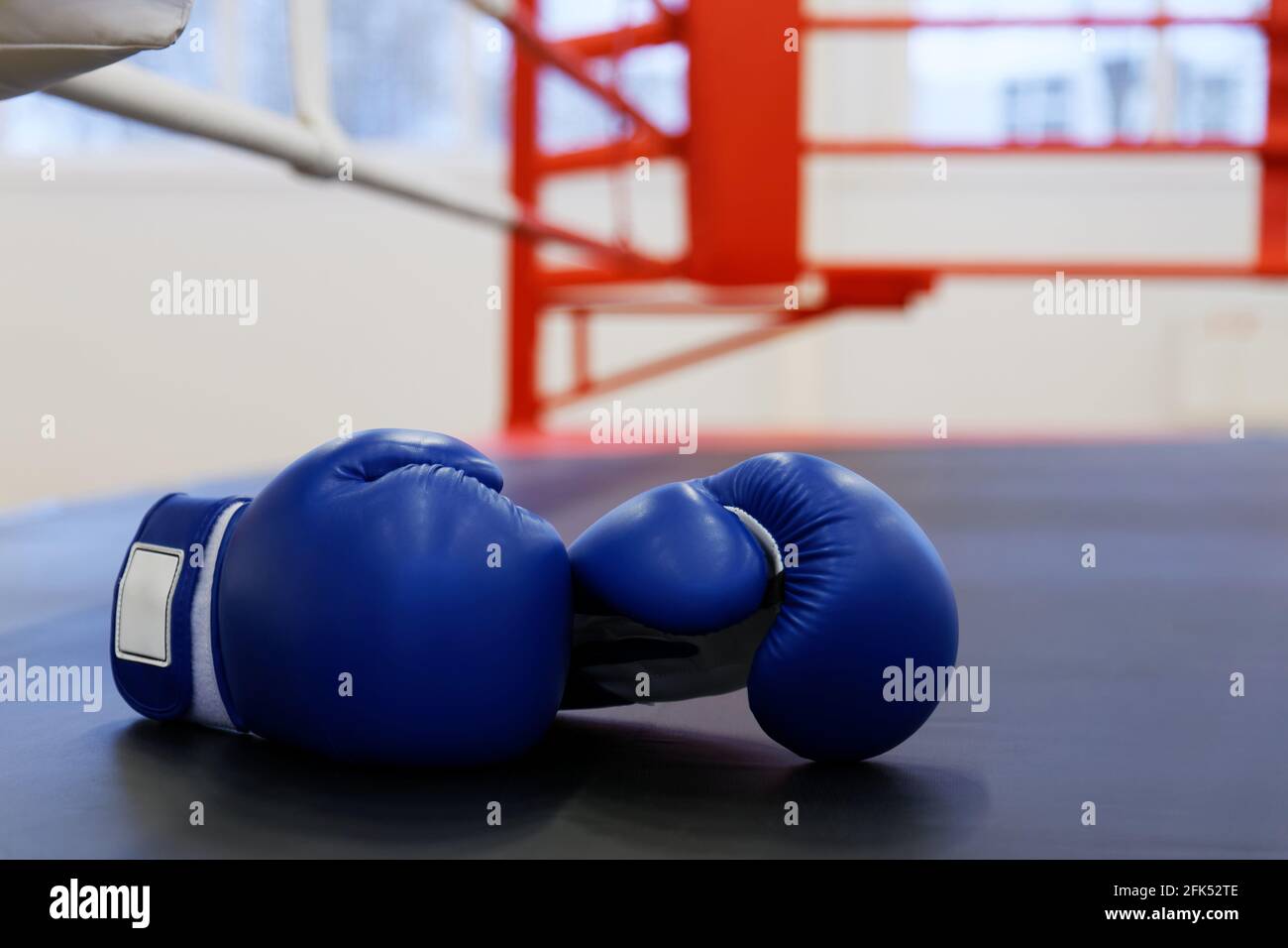 Two blue leather boxing gloves lies on the the boxing ring. Shallow ...