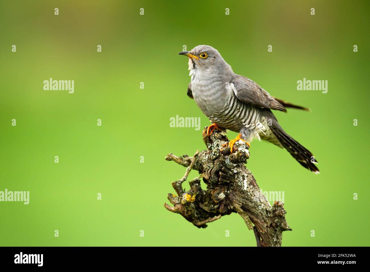 Common cuckoo sitting on tree in summer with copy space Stock Photo - Alamy