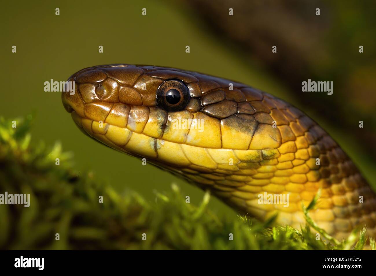Light brown snake hi-res stock photography and images - Alamy