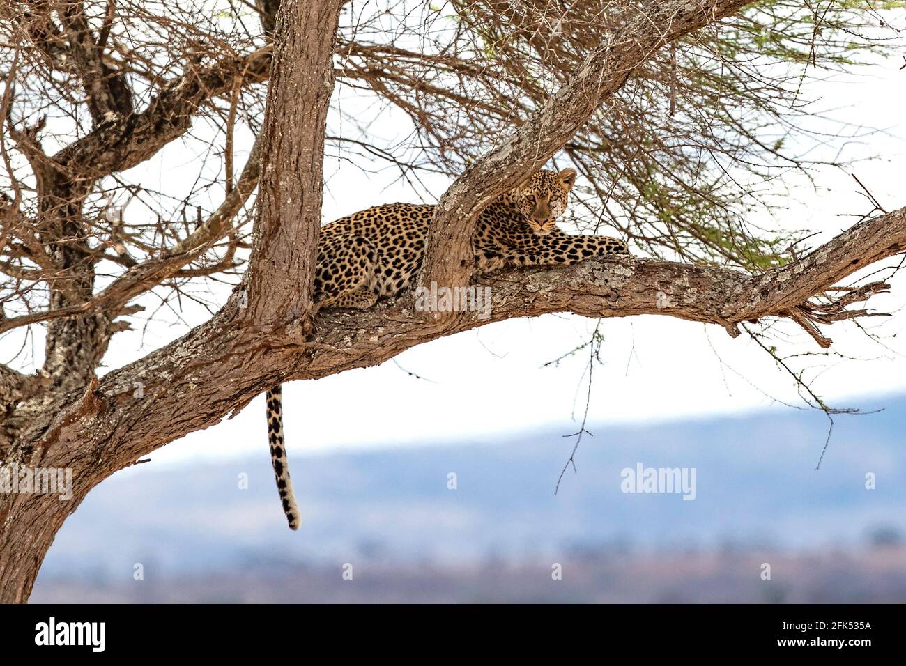 Carnivoree hi-res stock photography and images - Alamy