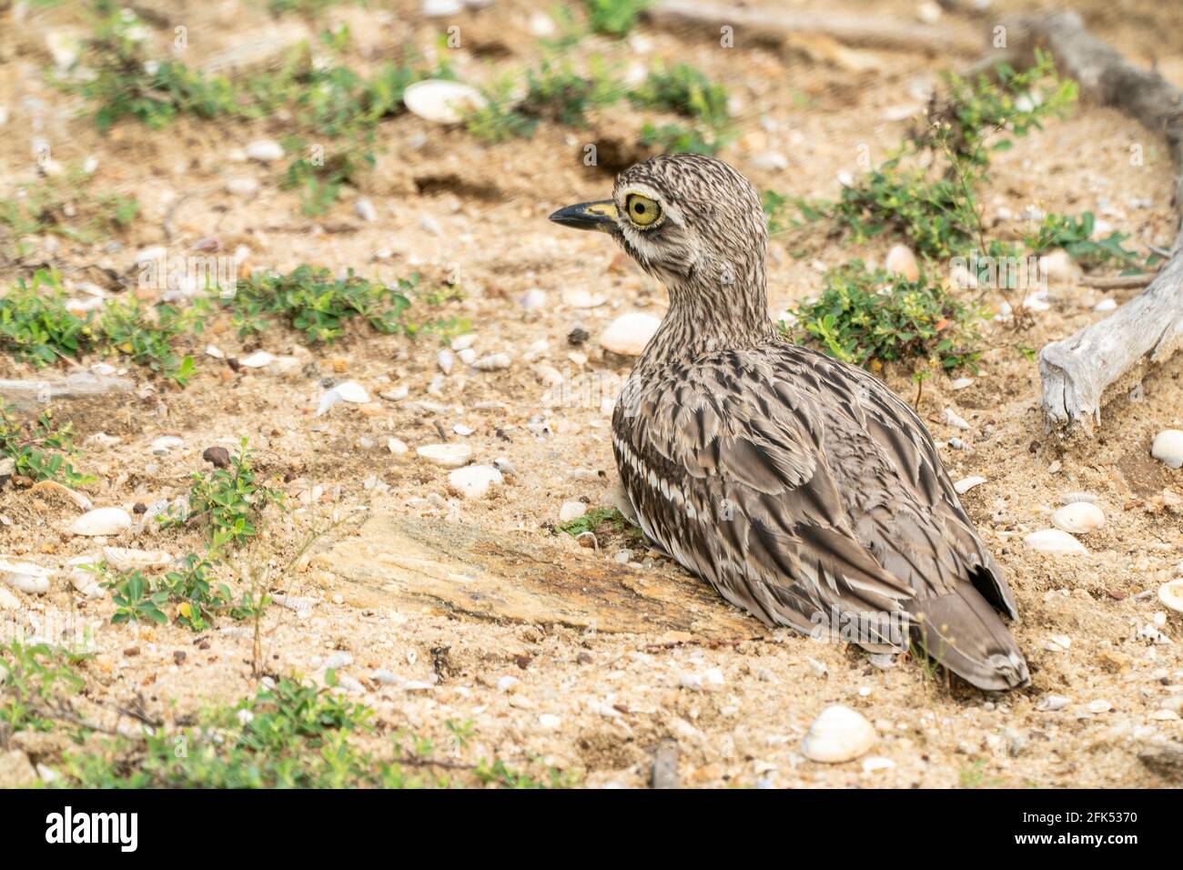 Indian thick knees hi-res stock photography and images - Alamy