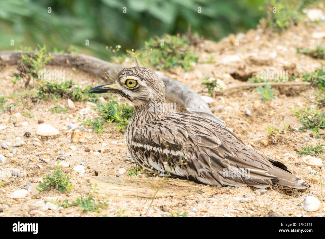 Indian stone-curlew or Indian thick-knee, Burhinus indicus, single ...