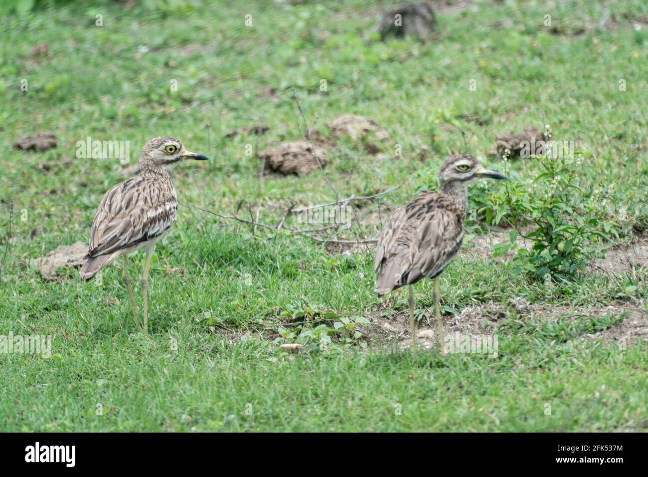 Indian stone-curlew or Indian thick-knee, Burhinus indicus, two adults ...