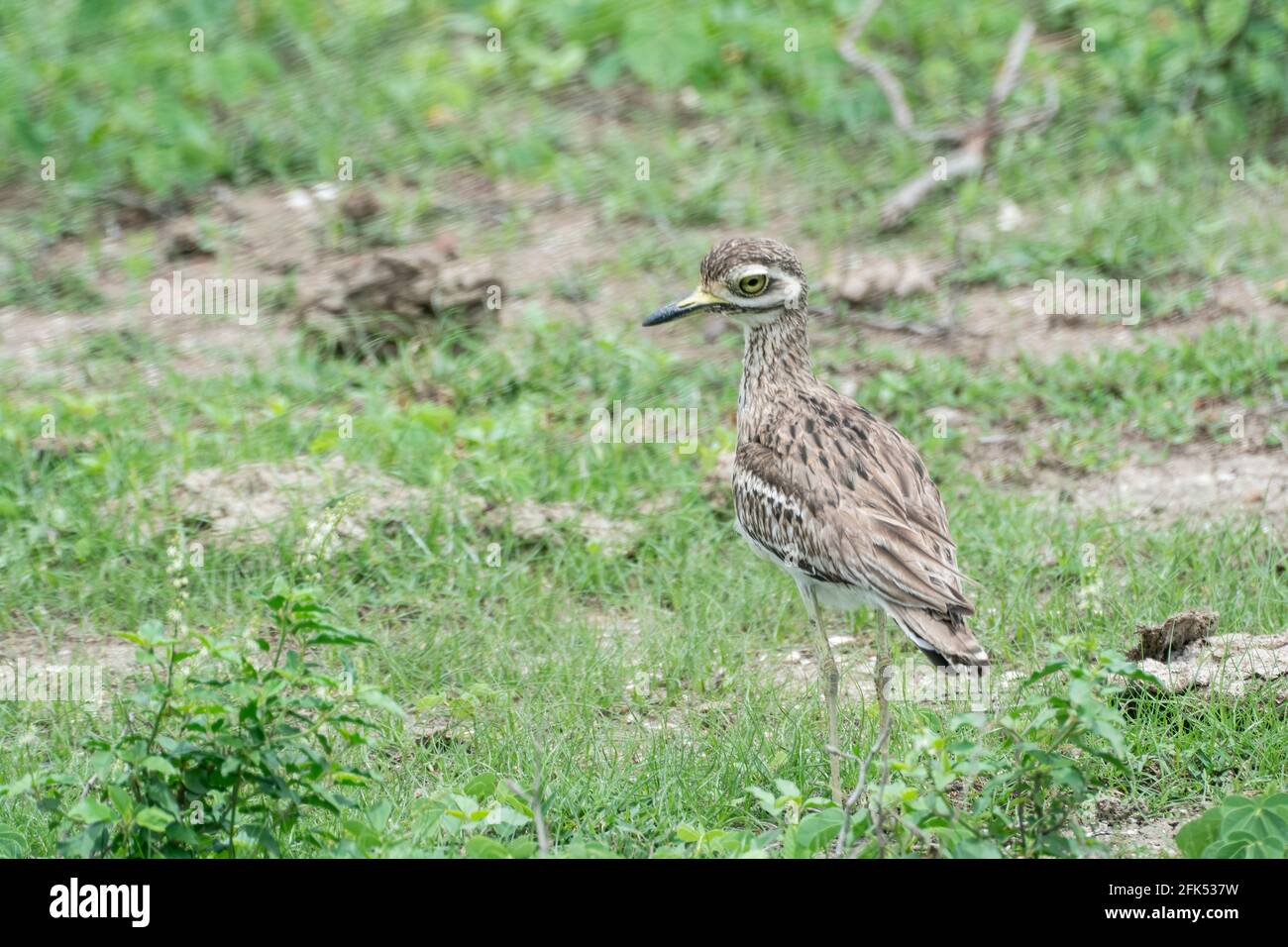 Indian thick knee hi-res stock photography and images - Alamy