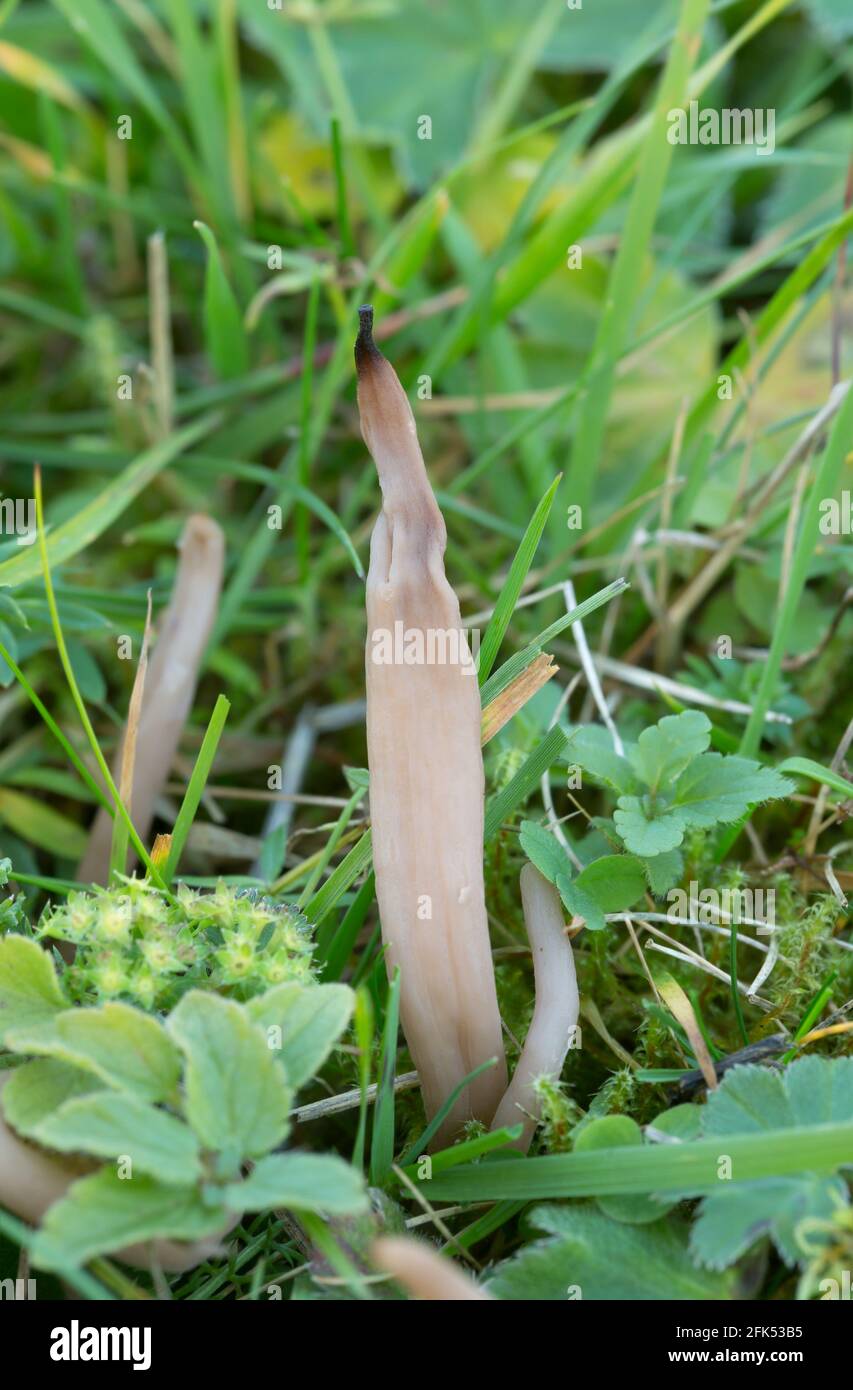 Clavaria hi-res stock photography and images - Alamy