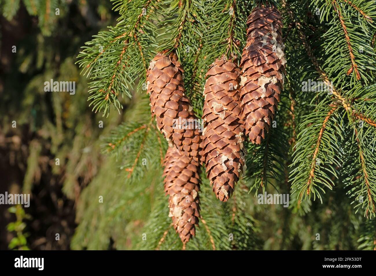 Ripe cones hi-res stock photography and images - Alamy